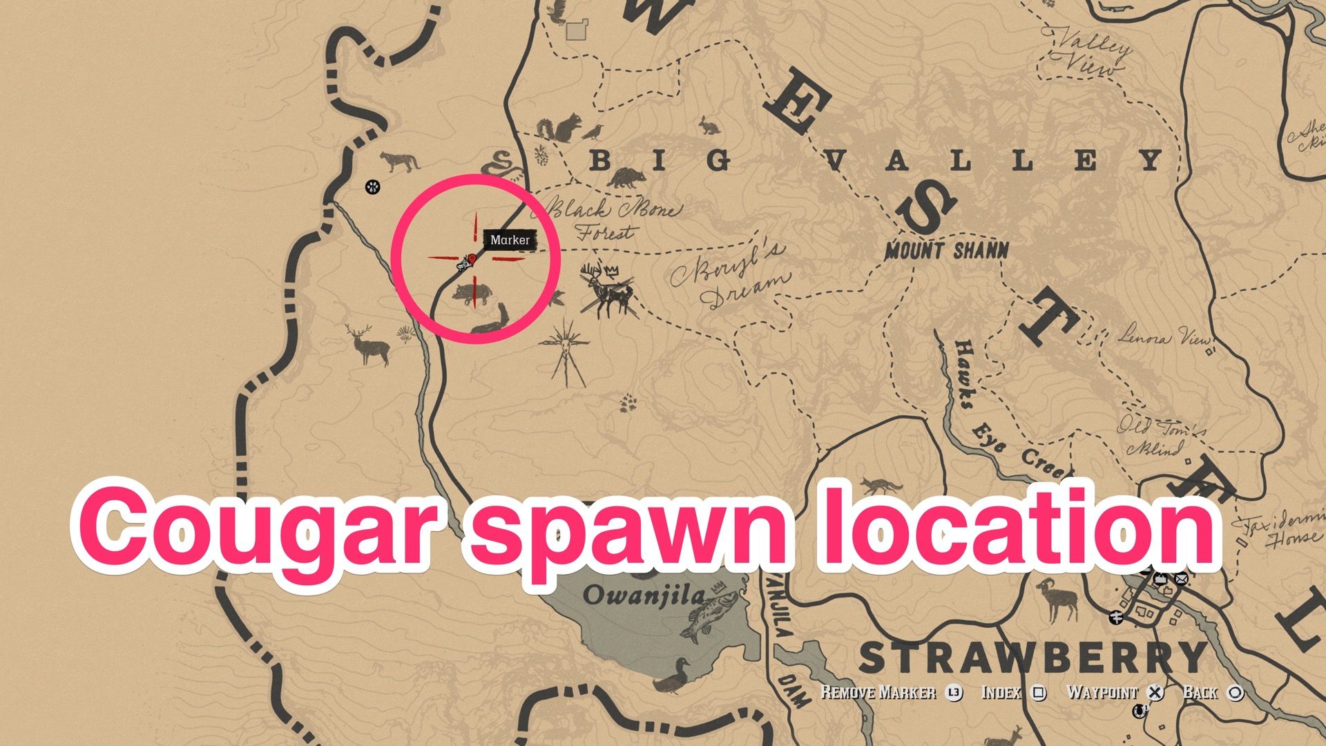 RDR2 cougar locations, hunting guide and maps