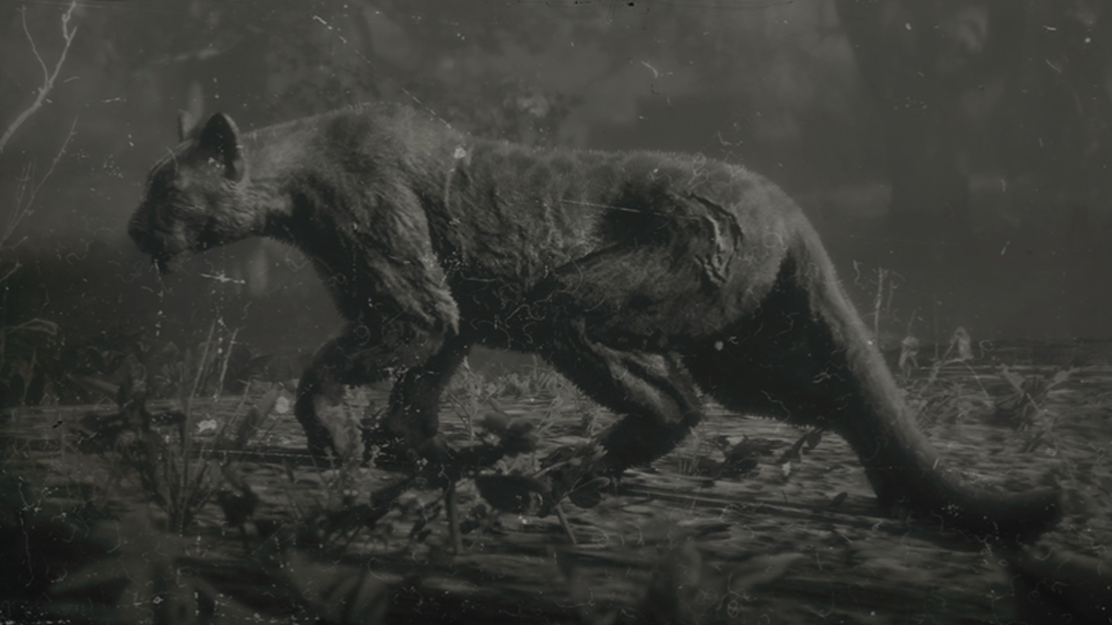 Find Red Dead Redemption 2 Legendary Animals guide with maps