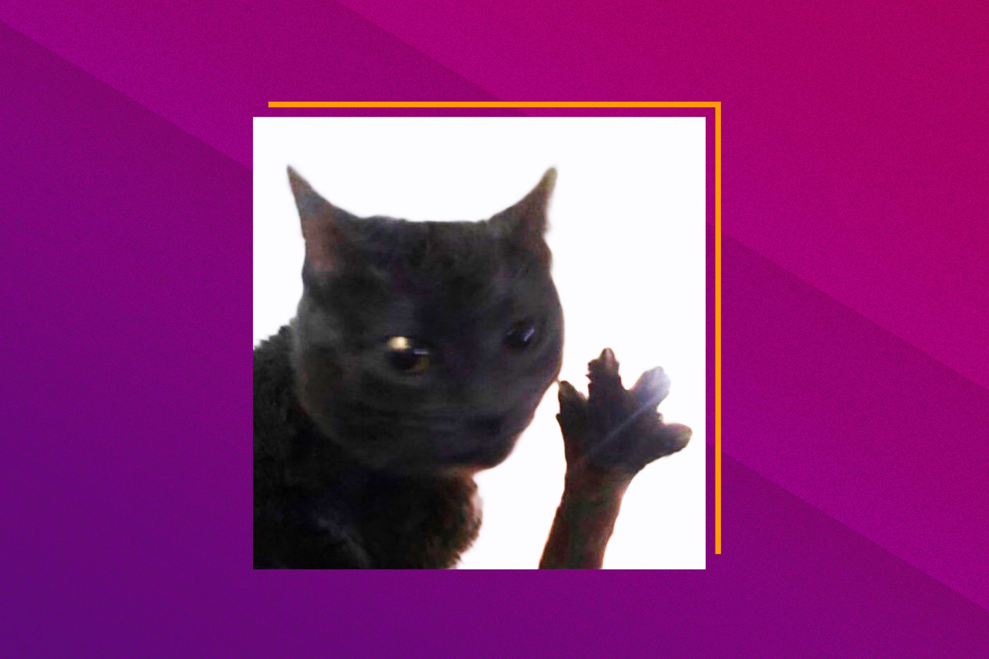 TikTok’s 4 dabloons cat meme, explained